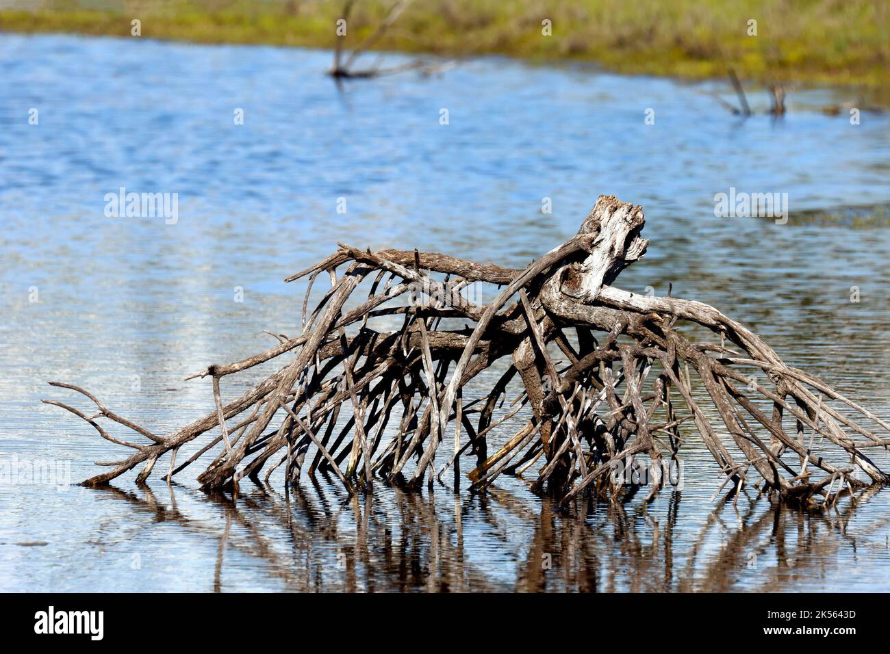 Dead tree branch in the water at Intaka Island, Cape Town, South Africa ...