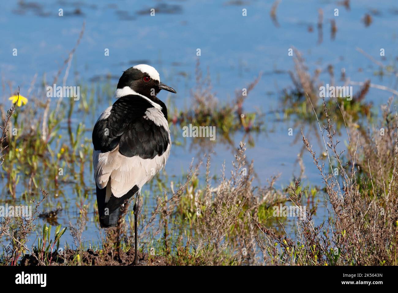 Blacksmith Plover also known as Blacksmith Lapwing (Vanellus armatus ...