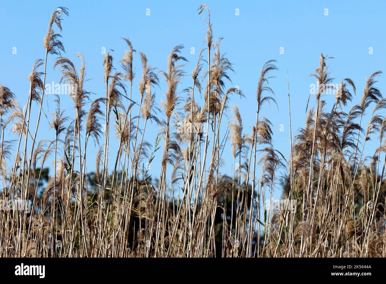 Reeds blowing in the wind at Intaka Island near Cape Town, South Africa ...