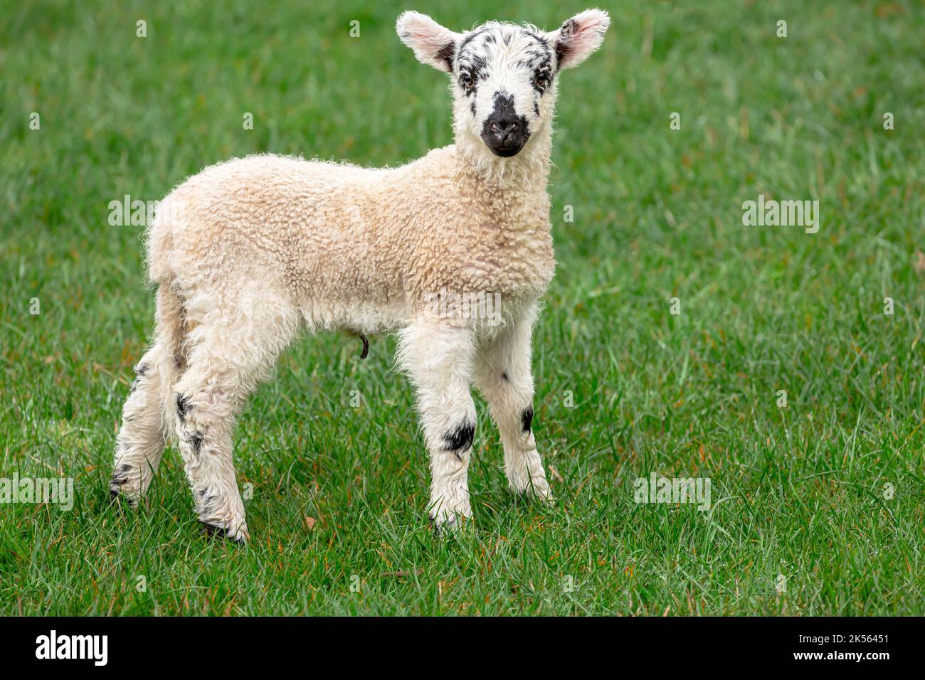 Very young, alert, Swaledale mule lamb in Springtime. Facing camera and ...
