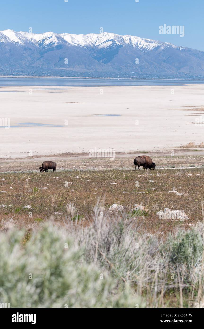 A vertical shot of plain bison grazing in an open field with a ...