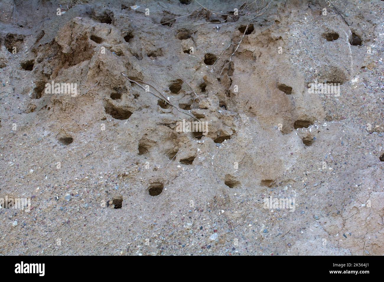 Nesting caves of Sand Martins ( Riparia riparia ) on the steep coast of ...