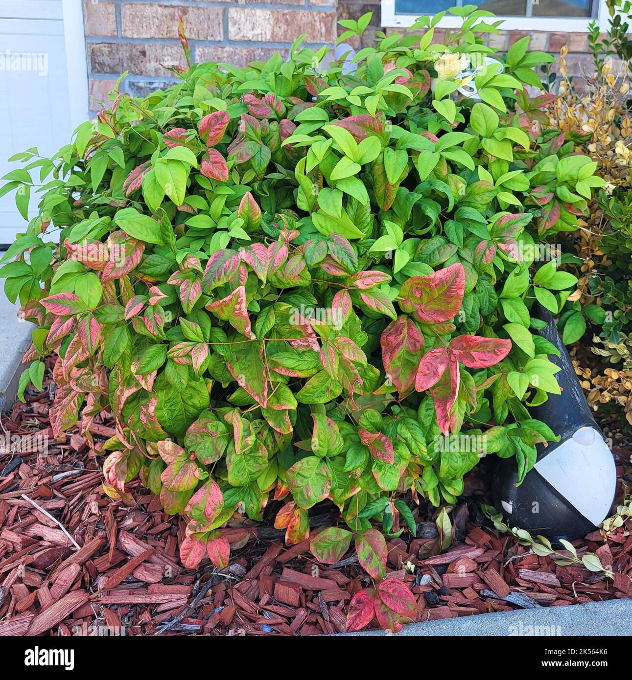 Nandina Harbour Belle