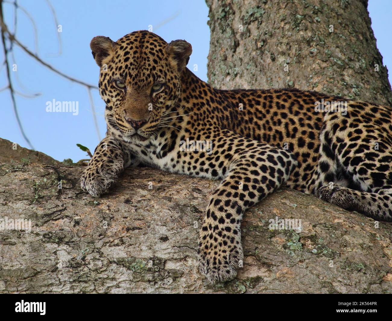 A dangerous Leopard sitting on trunk and looking in a serious way Stock ...