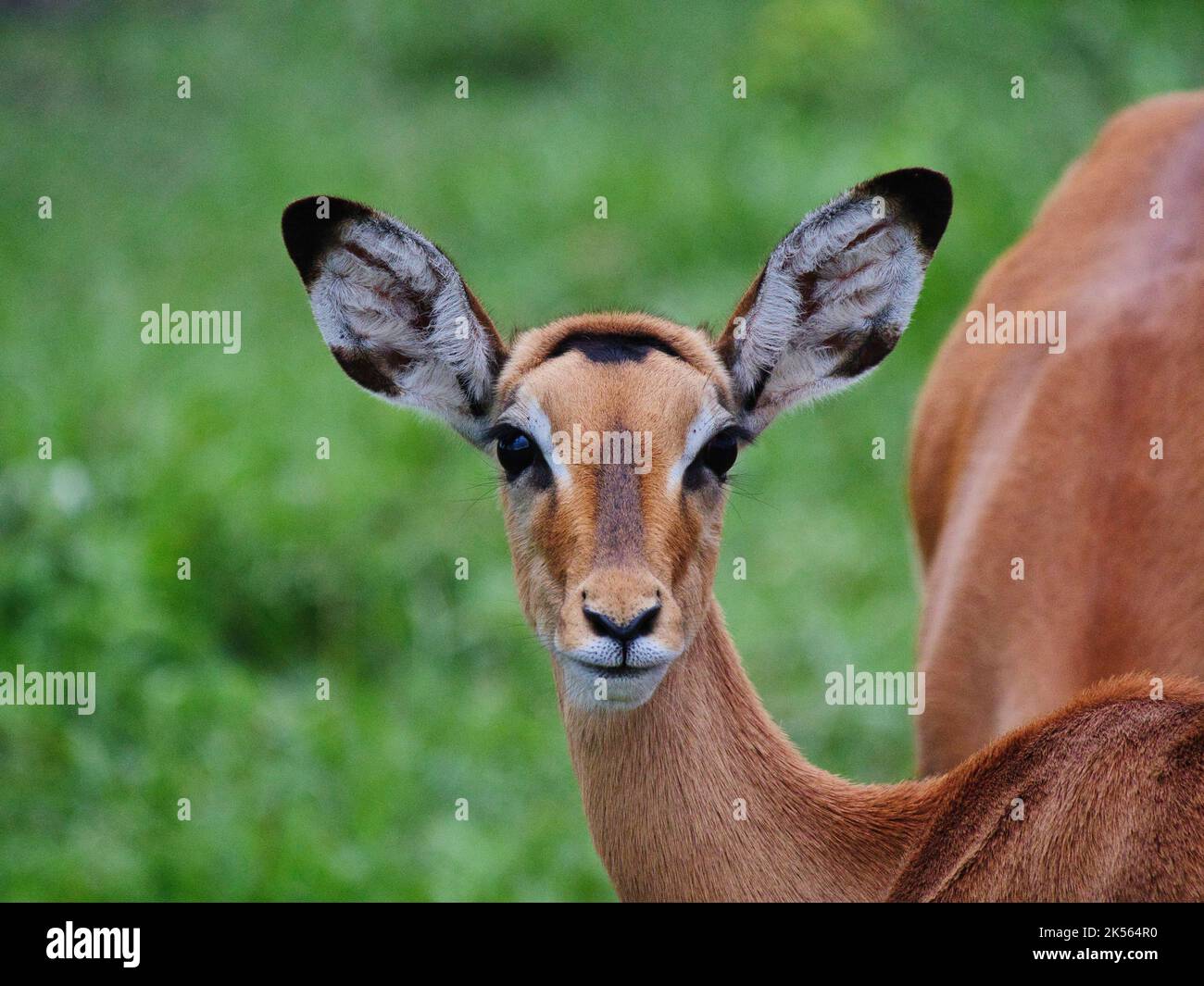 A closeup shot of the face of an Impala against green blurred ...