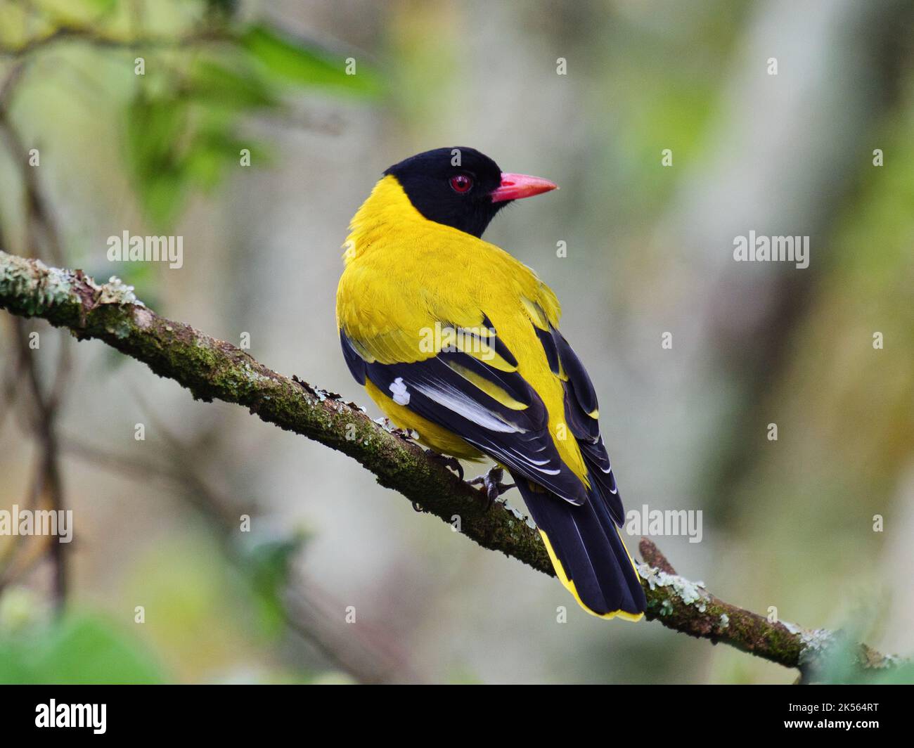 A closeup of Montane Oriole bird perched on small branch against ...