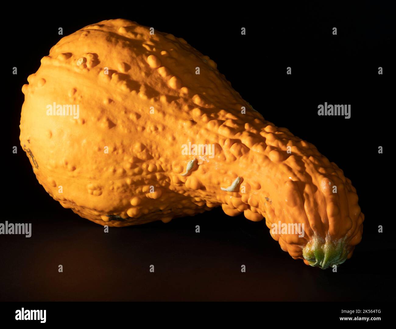 Gigantic yellow squash with it reflecting on a dark surface Stock Photo ...