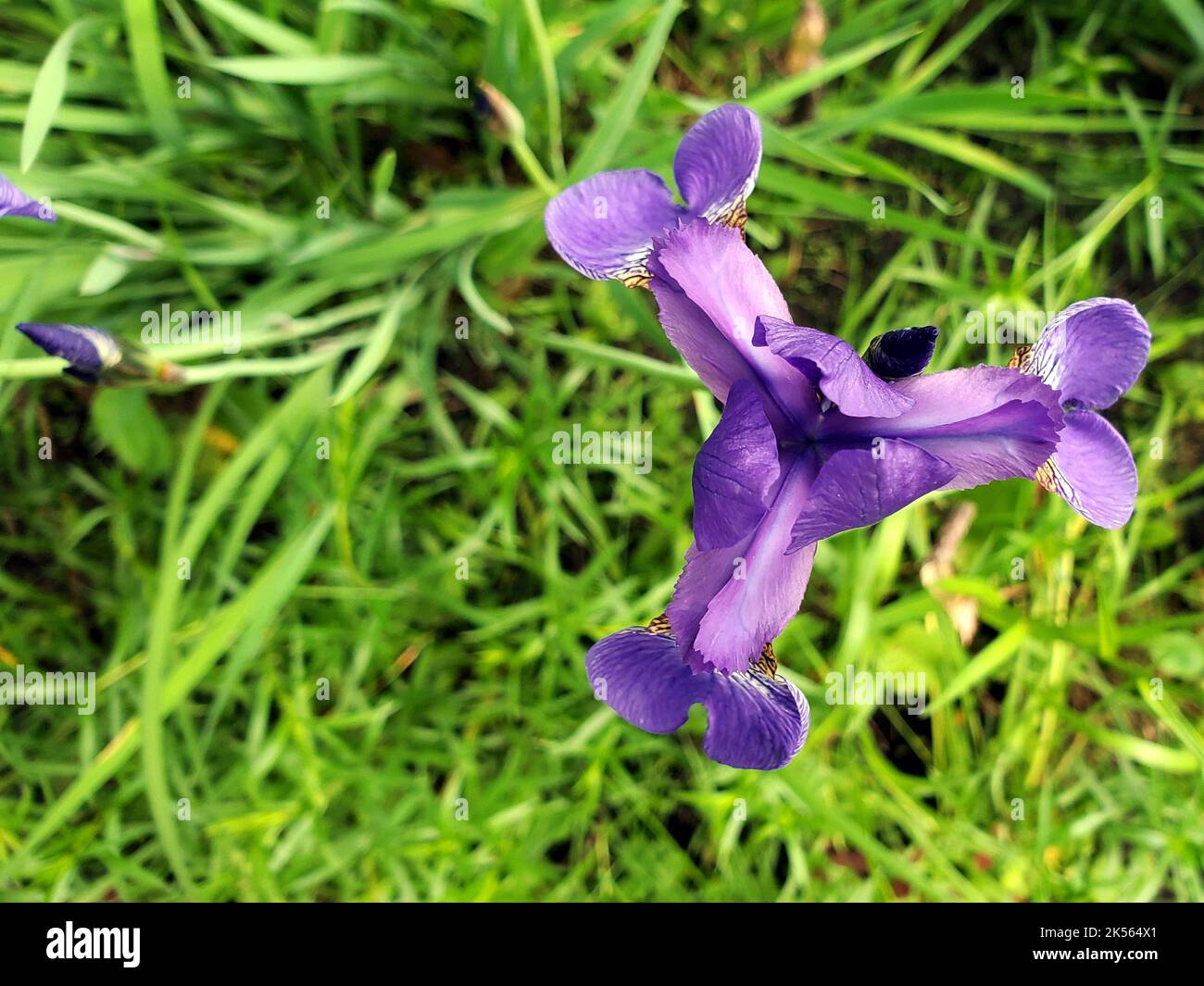 A closeup of Iris flower with green grass Stock Photo - Alamy