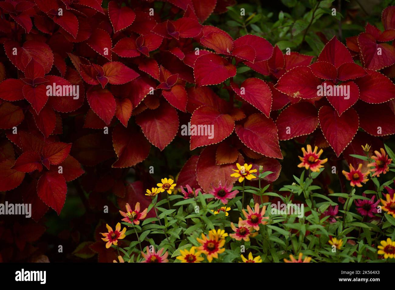 A closeup shot of Coleus plant's red leaves with colorful flowers Stock ...