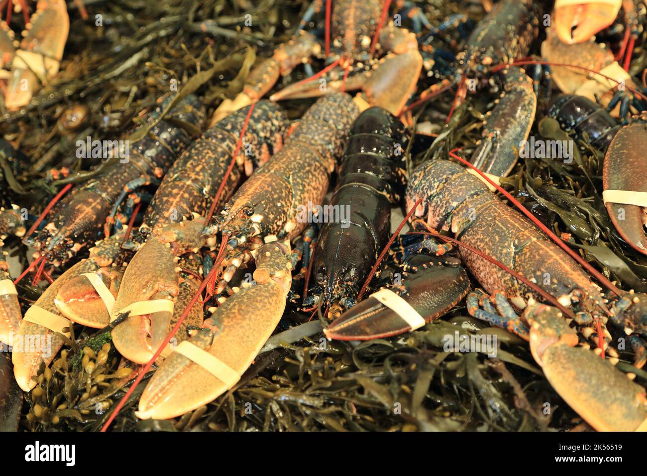 Lobsters on stall in fish market in Halle aux Poissons, rue de la ...