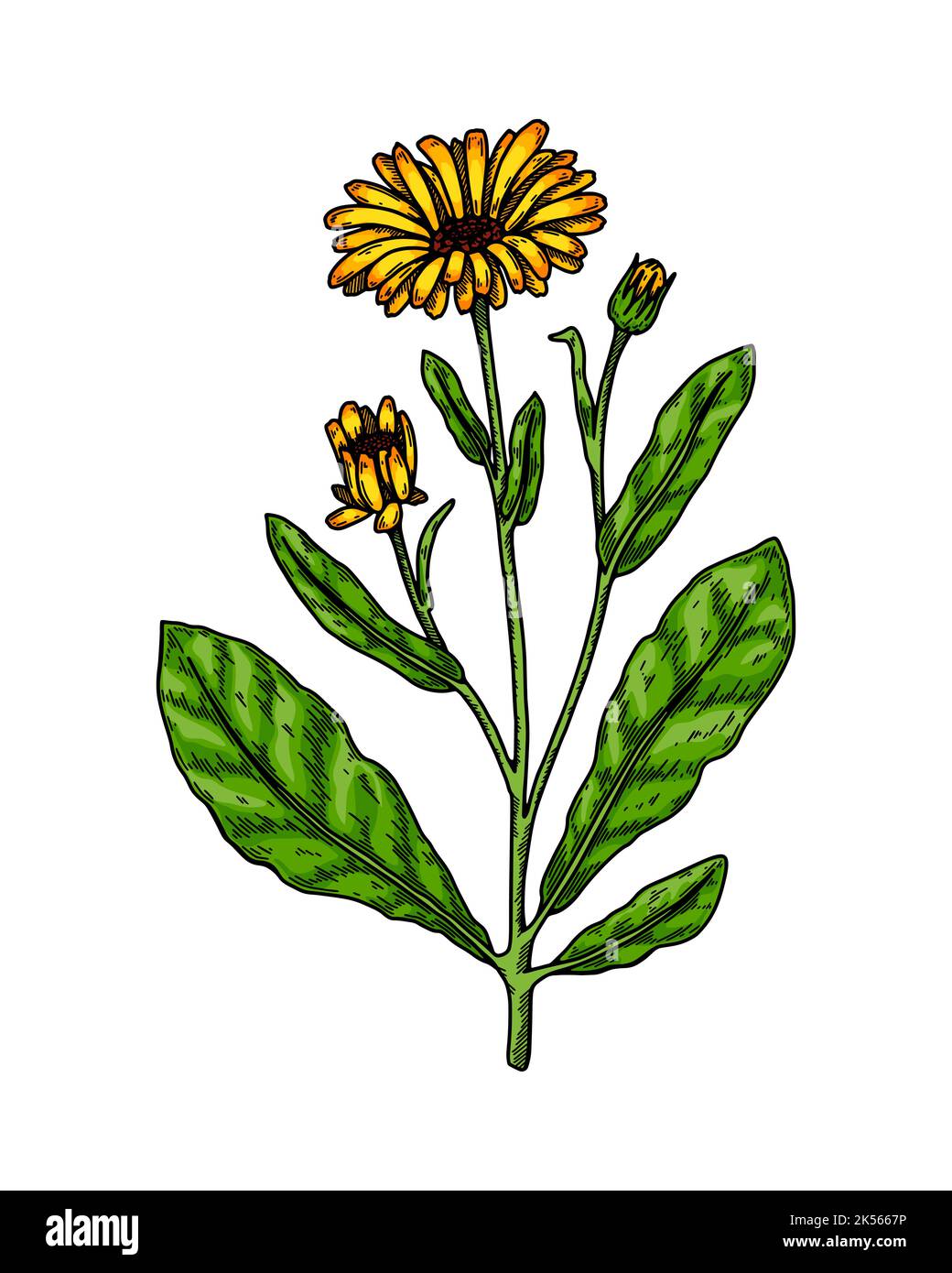 Hand drawn calendula flowering plant isolated on white background ...