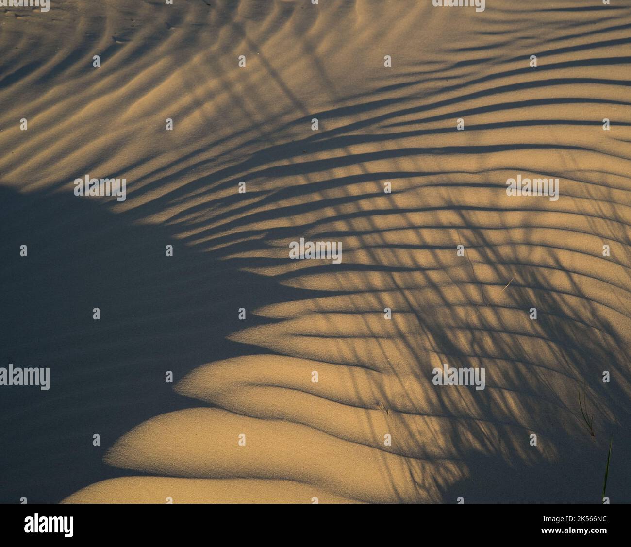 Abstract shadows from low sun in ripples of beach sand Stock Photo - Alamy