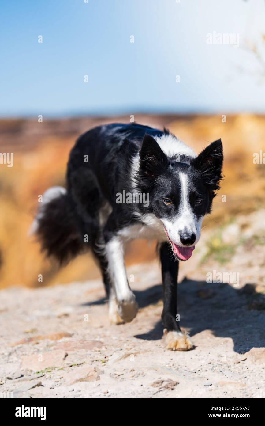 A vertical dreamy shot of a cute Border Collie dog walking at copper ...