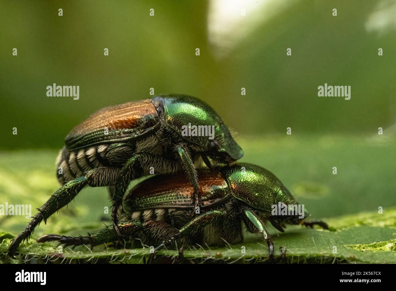 A macro shot of two beetles one on top of the other Stock Photo - Alamy