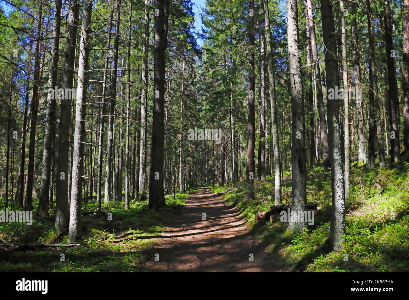 A beautiful view of a road through the forest with tall trees Stock ...