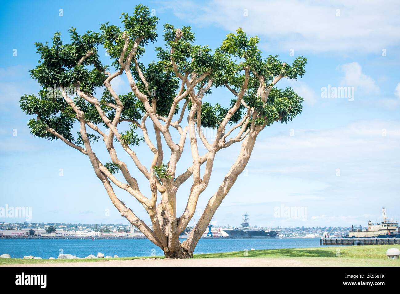 A green velvetleaf soldierbush tree growing at the shore Stock Photo ...