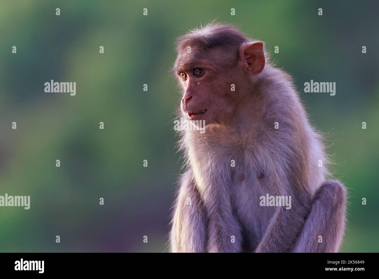 Closeup bonnet macaque sitting hi-res stock photography and images - Alamy