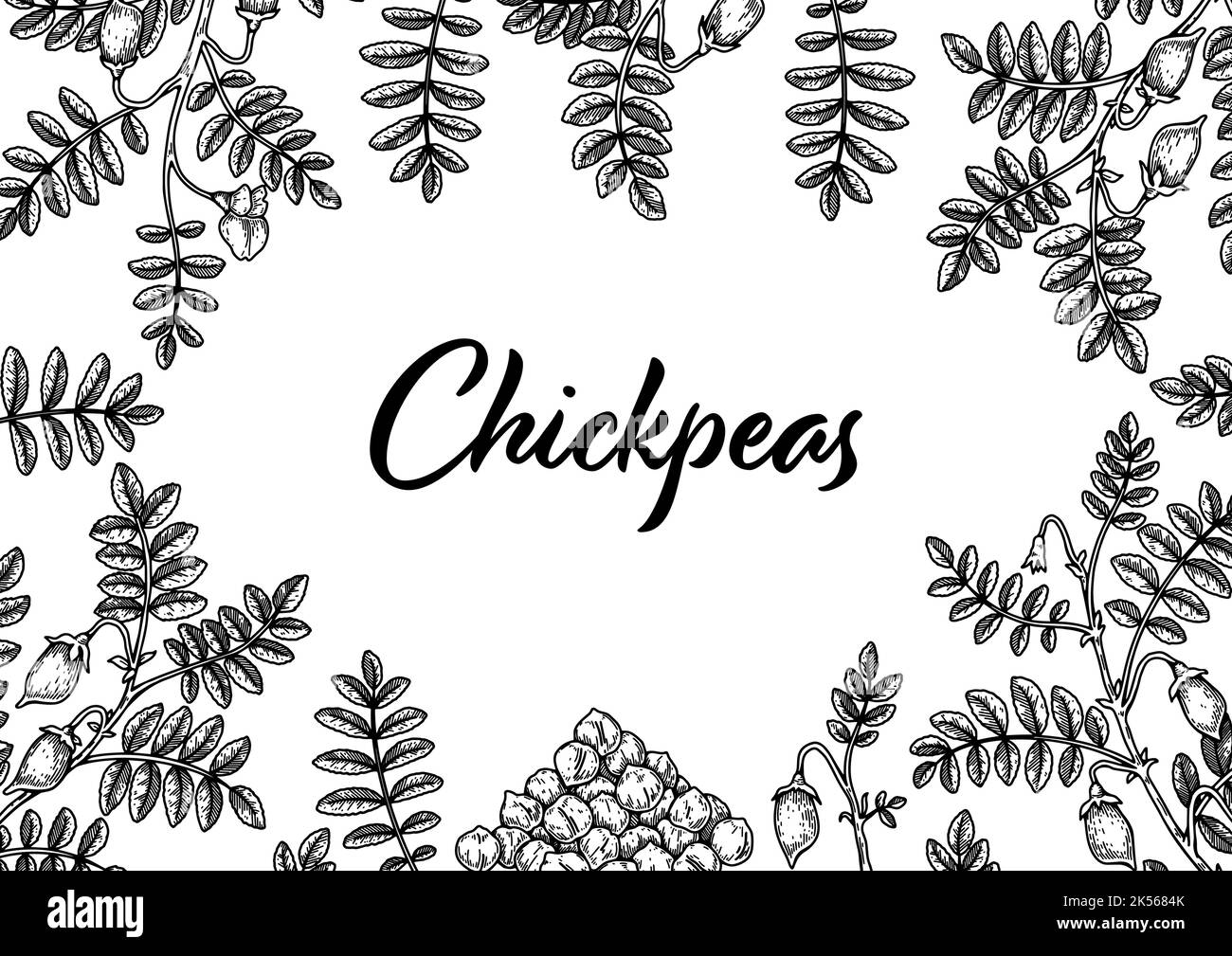 Hand drawn chickpeas botany background. Vector illustration in sketch ...