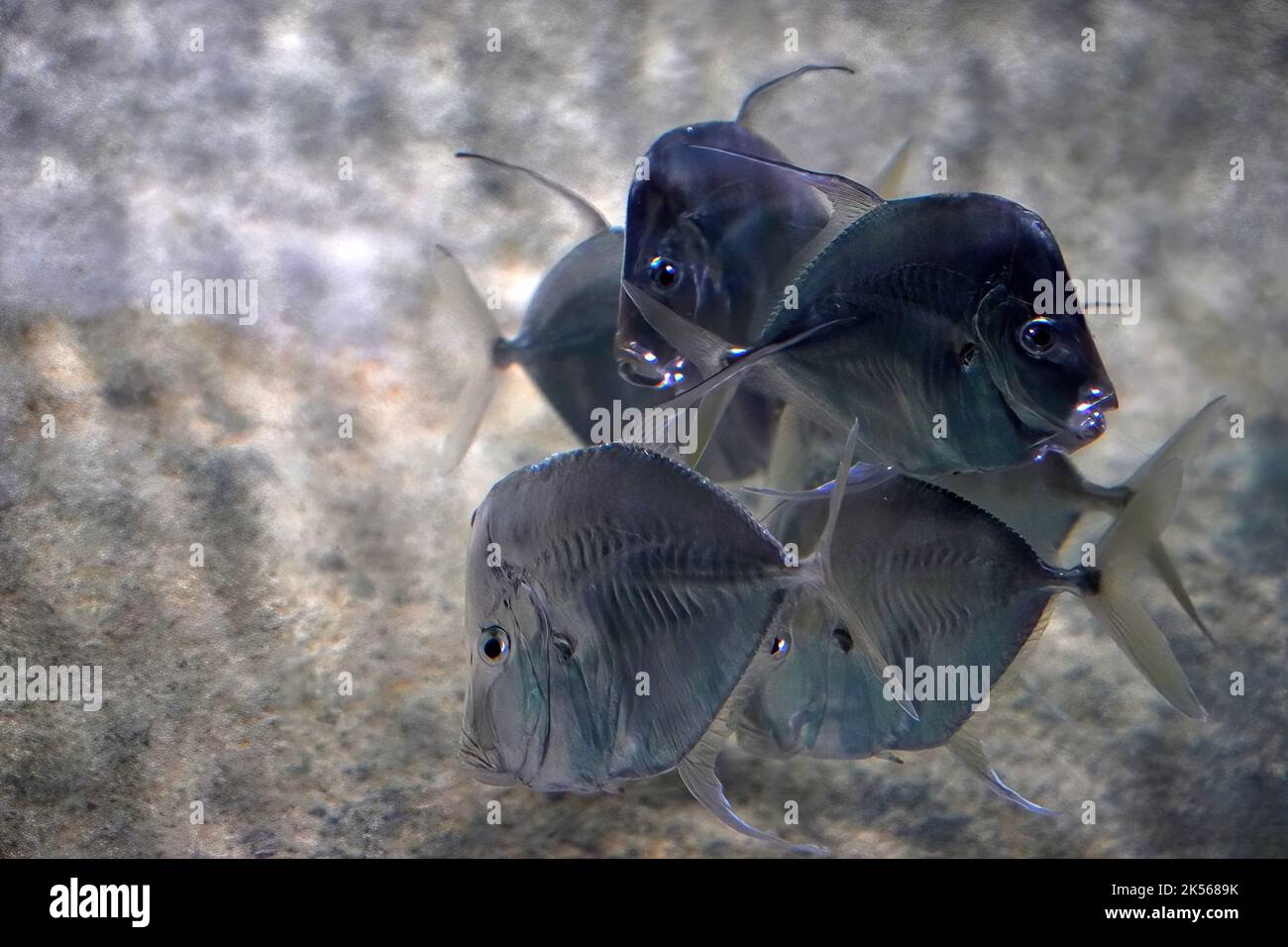 lookdown fish underwater group school of atlantic silver Stock Photo ...