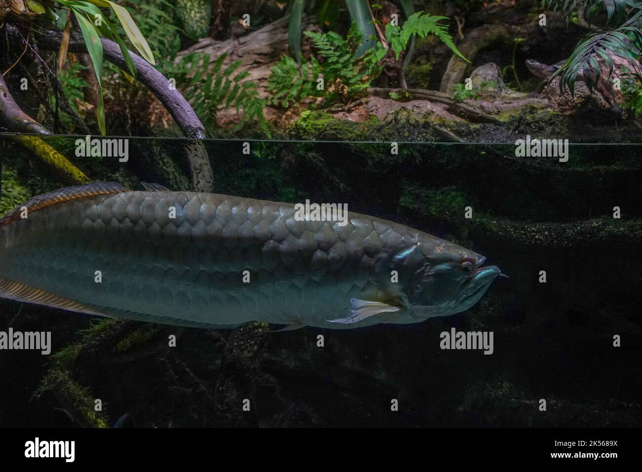 a silver arawana fish south america amazzonia underwater Stock Photo ...