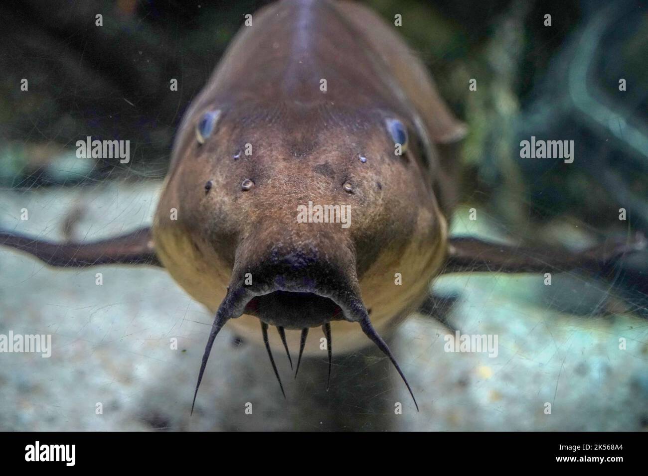 L114 Leopard Cactus Pleco Pseudacanthicus cf. leopardus beautifully ...