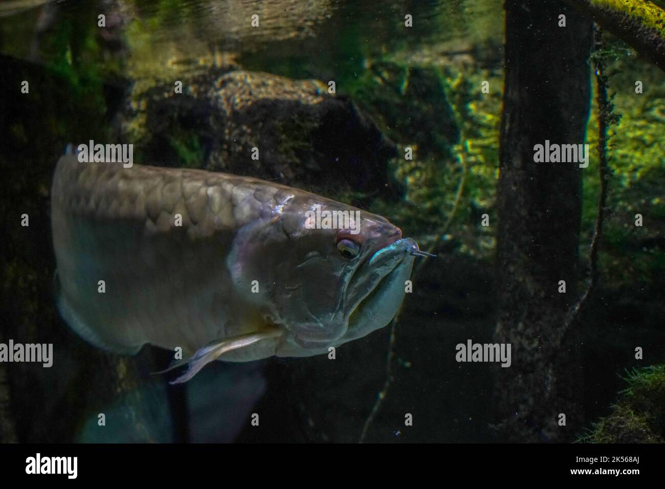 a silver arawana fish south america amazzonia underwater Stock Photo ...