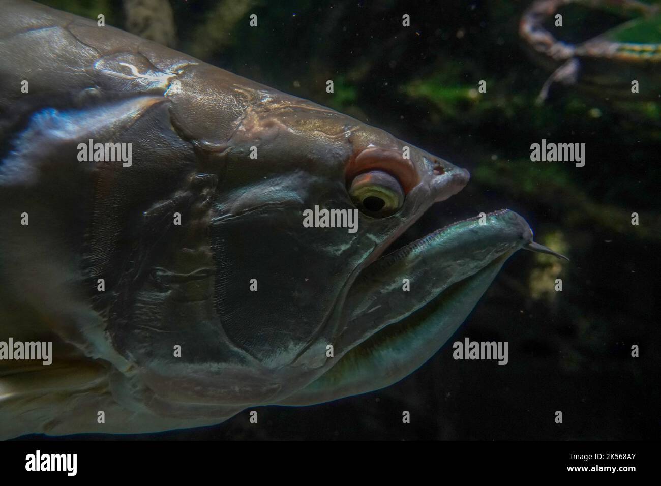 a silver arawana fish south america amazzonia underwater Stock Photo ...