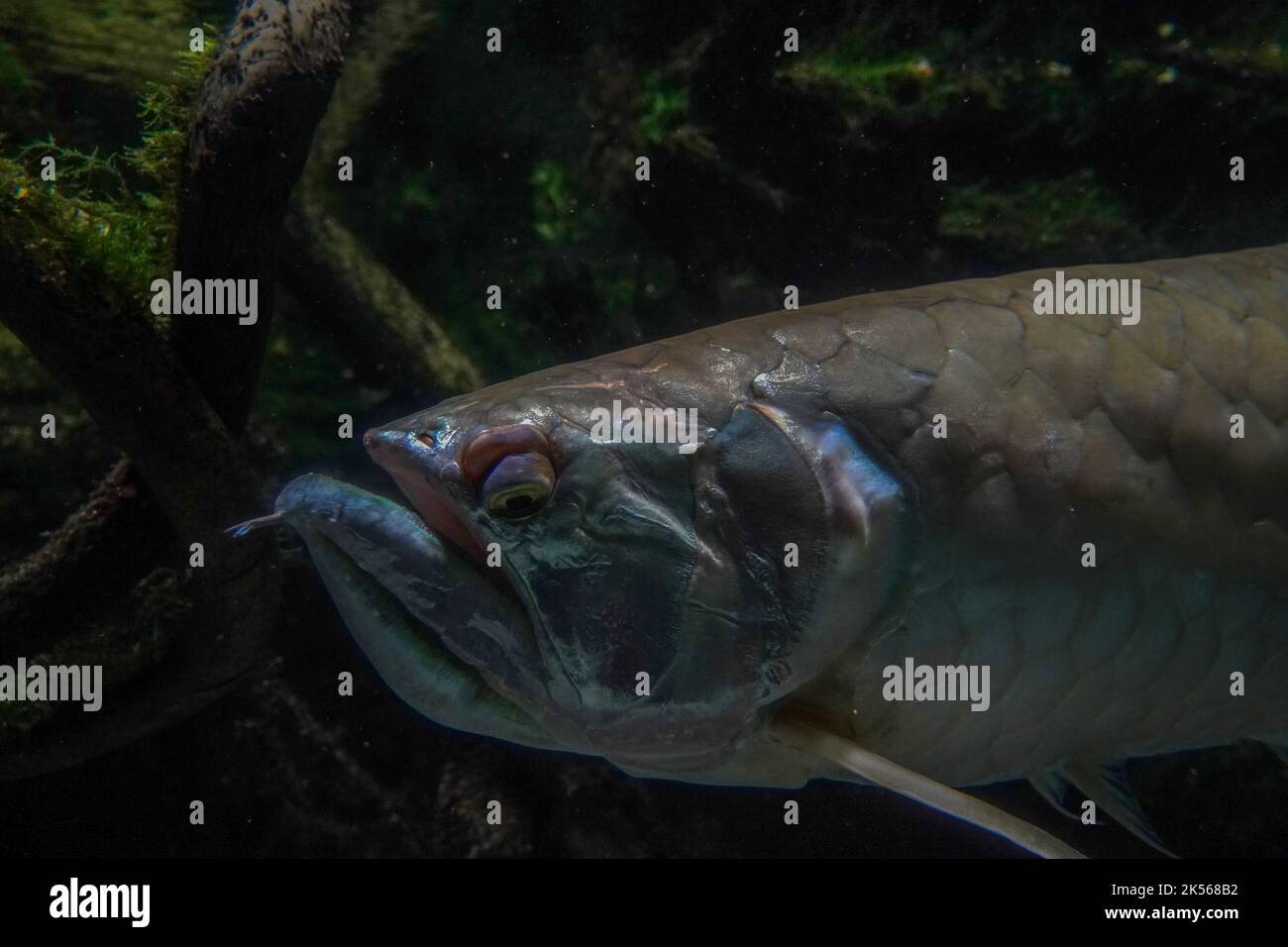 a silver arawana fish south america amazzonia underwater Stock Photo ...