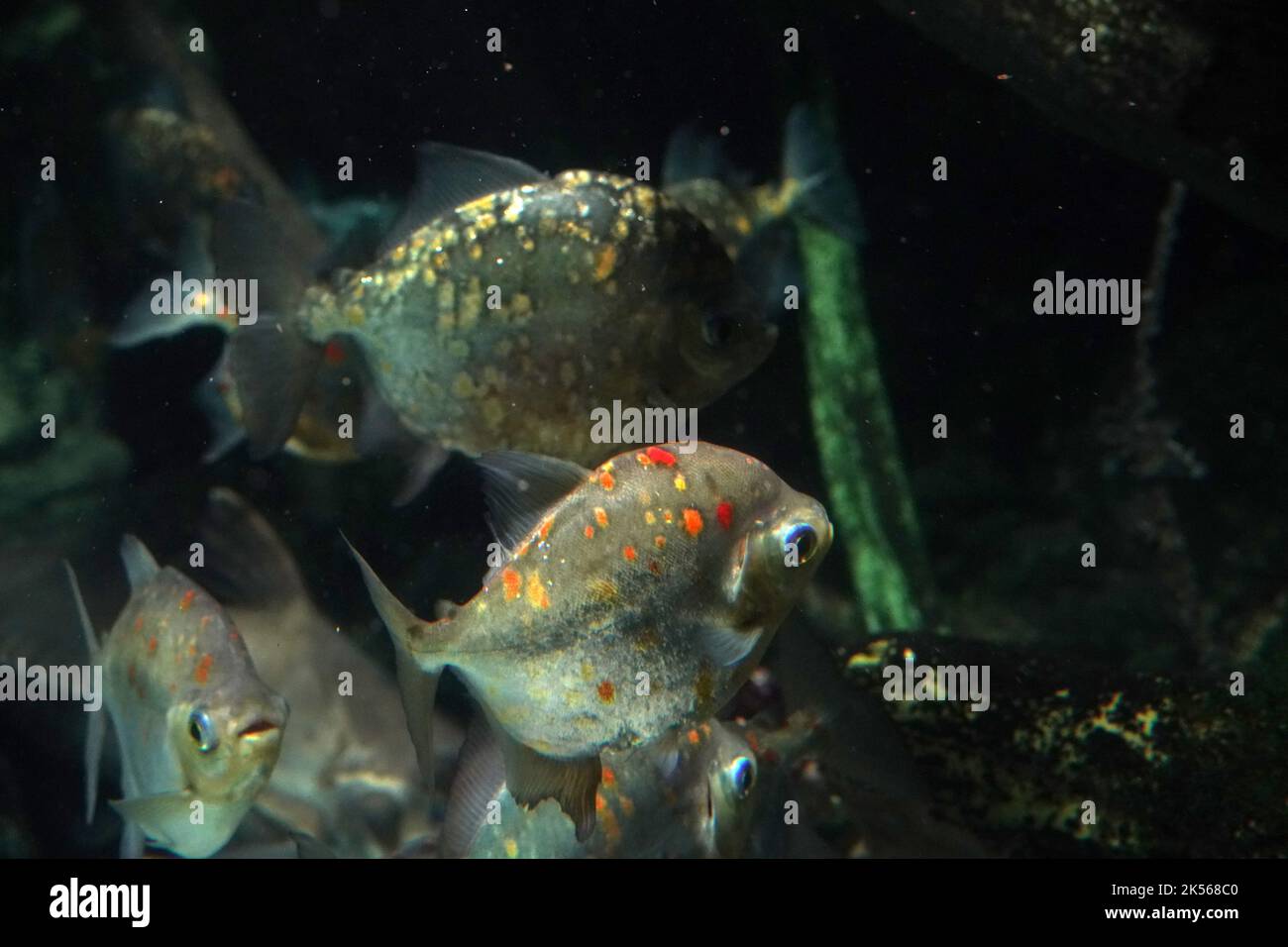 piranha fish underwater close up portrait of Stock Photo - Alamy