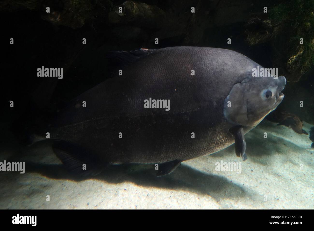 Pirapitinga fish hi-res stock photography and images - Alamy