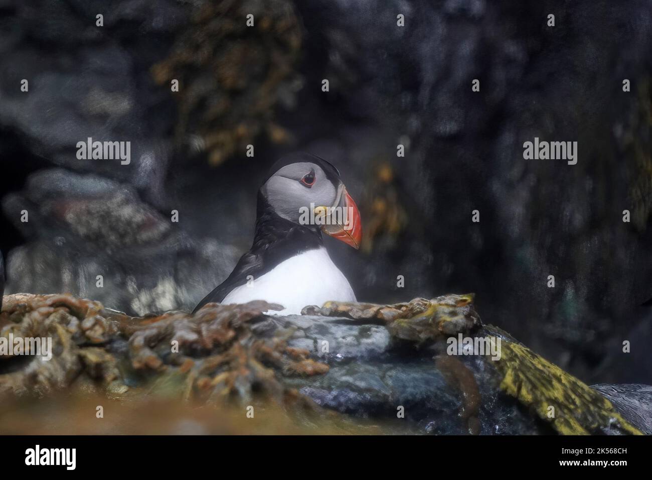 atlantic puffin bird in its nest on the rocks Stock Photo - Alamy