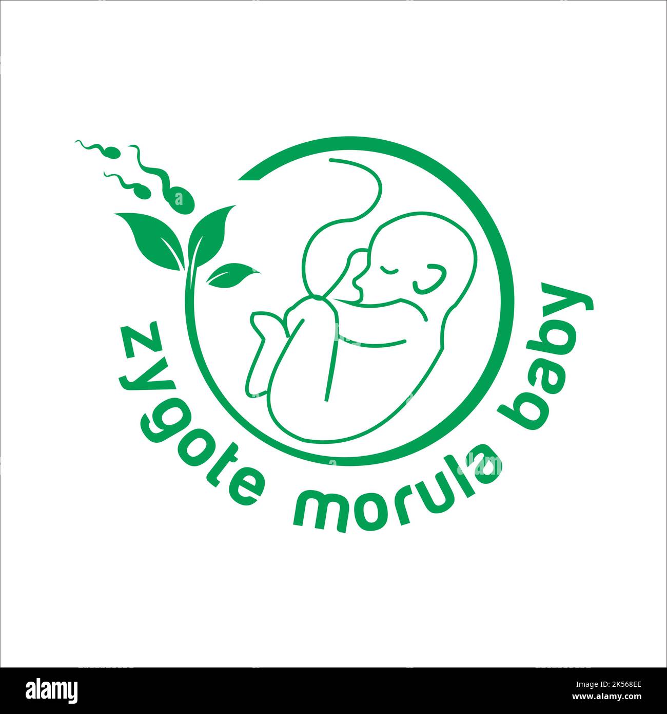 Morula anatomy Stock Vector Images - Alamy