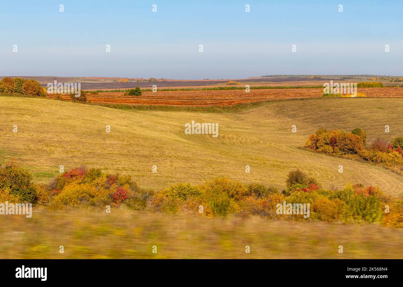 View from moving car to harvested, striped, multi-colored autumn hilly ...