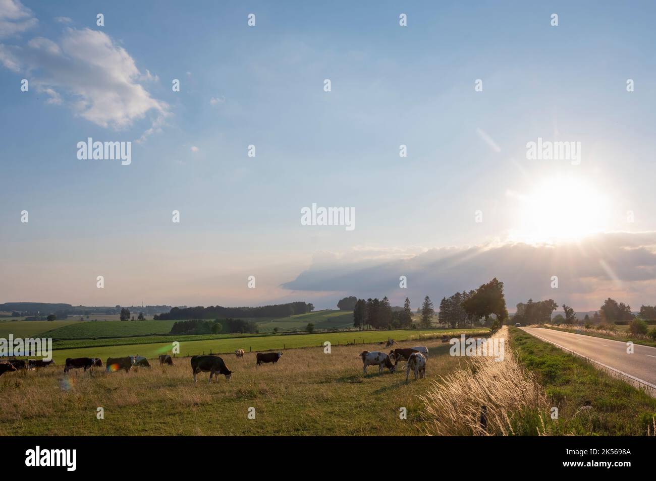 countryside landscape with cows in southern part of hautes fagnes ...