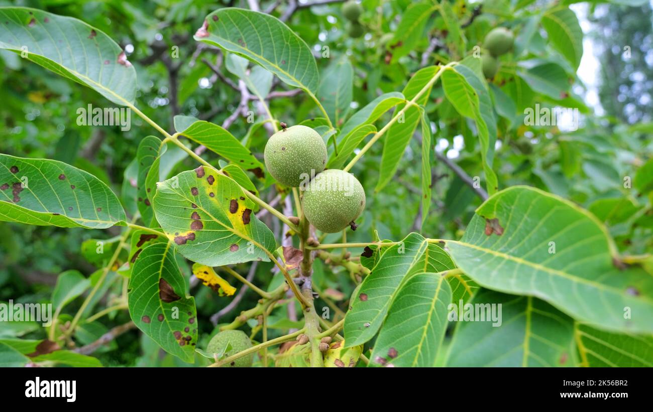 Walnut tree black hi-res stock photography and images - Alamy