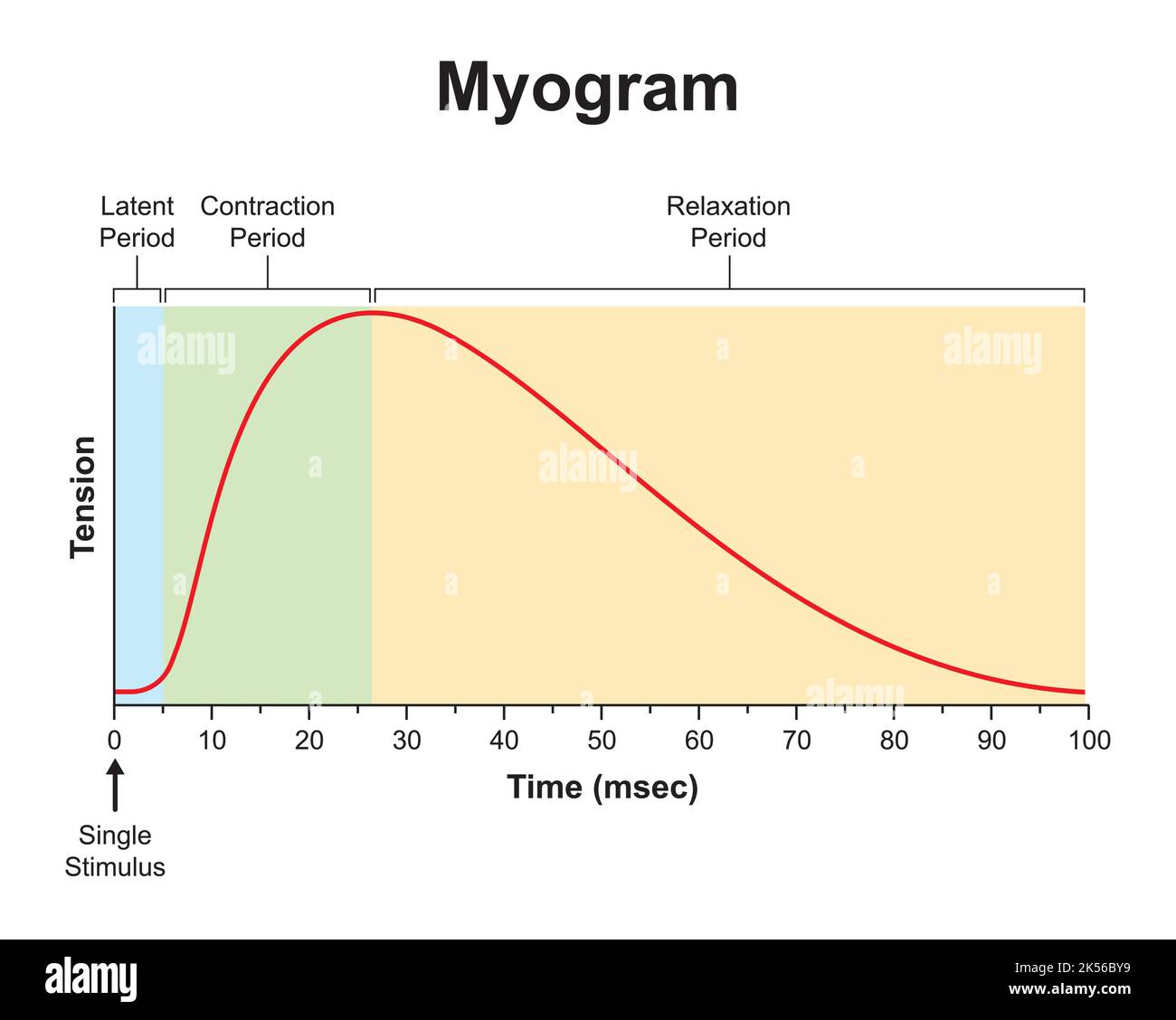 Scientific Designing of Myogram. Single Muscle Contraction. Colorful ...