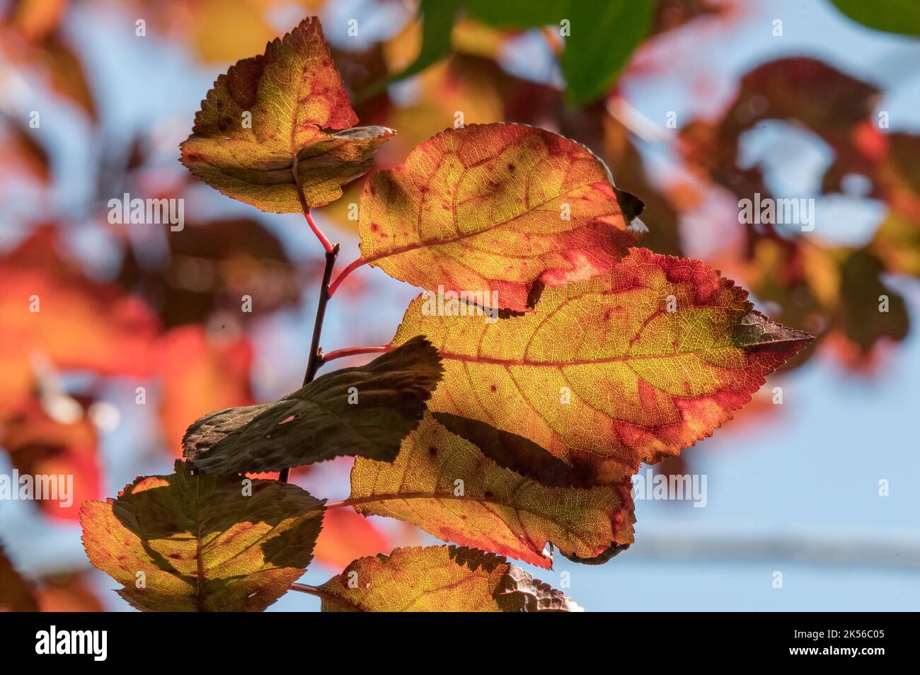 Beautiful colours just before leaves final days of autumn Stock Photo ...