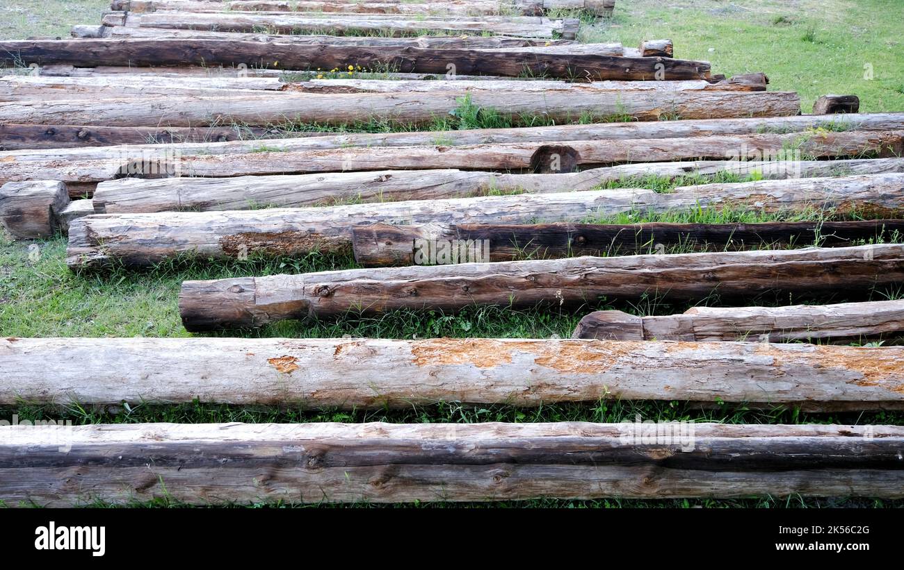 Round long boards trees Stock Photo - Alamy