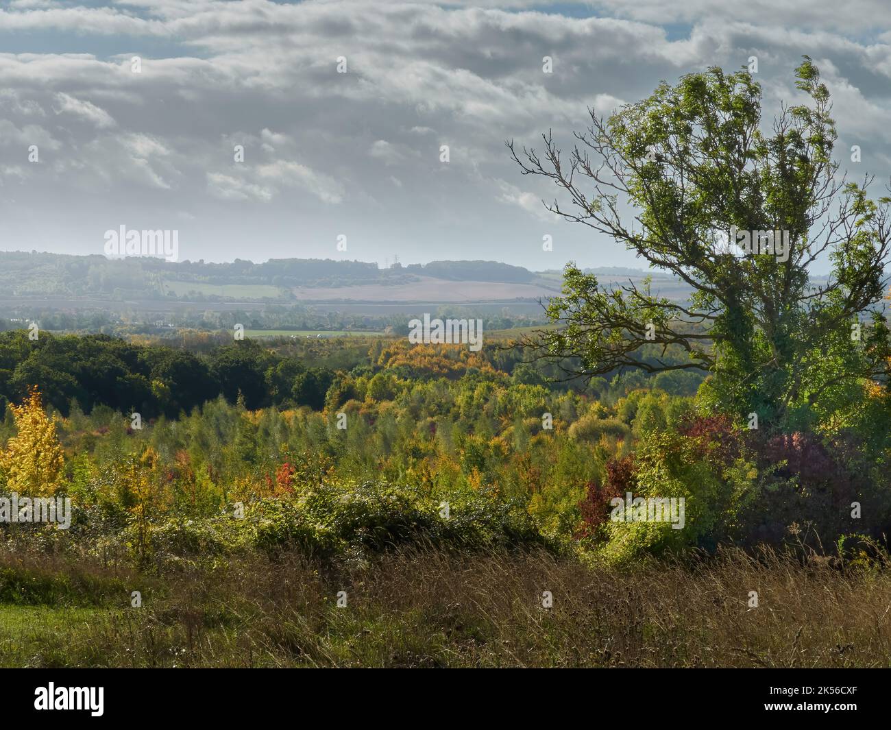 Woodland in wind hi-res stock photography and images - Alamy