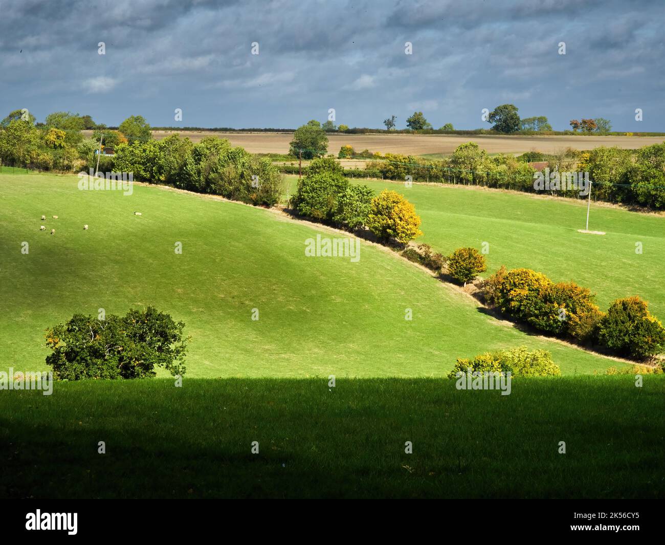 Rolling hillside fields, cut across by lines of trees and hedgerows and ...