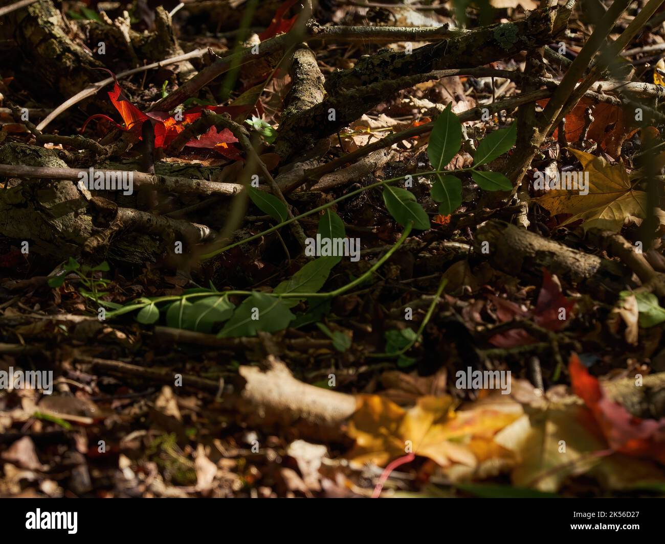 Saturated soil hi-res stock photography and images - Alamy