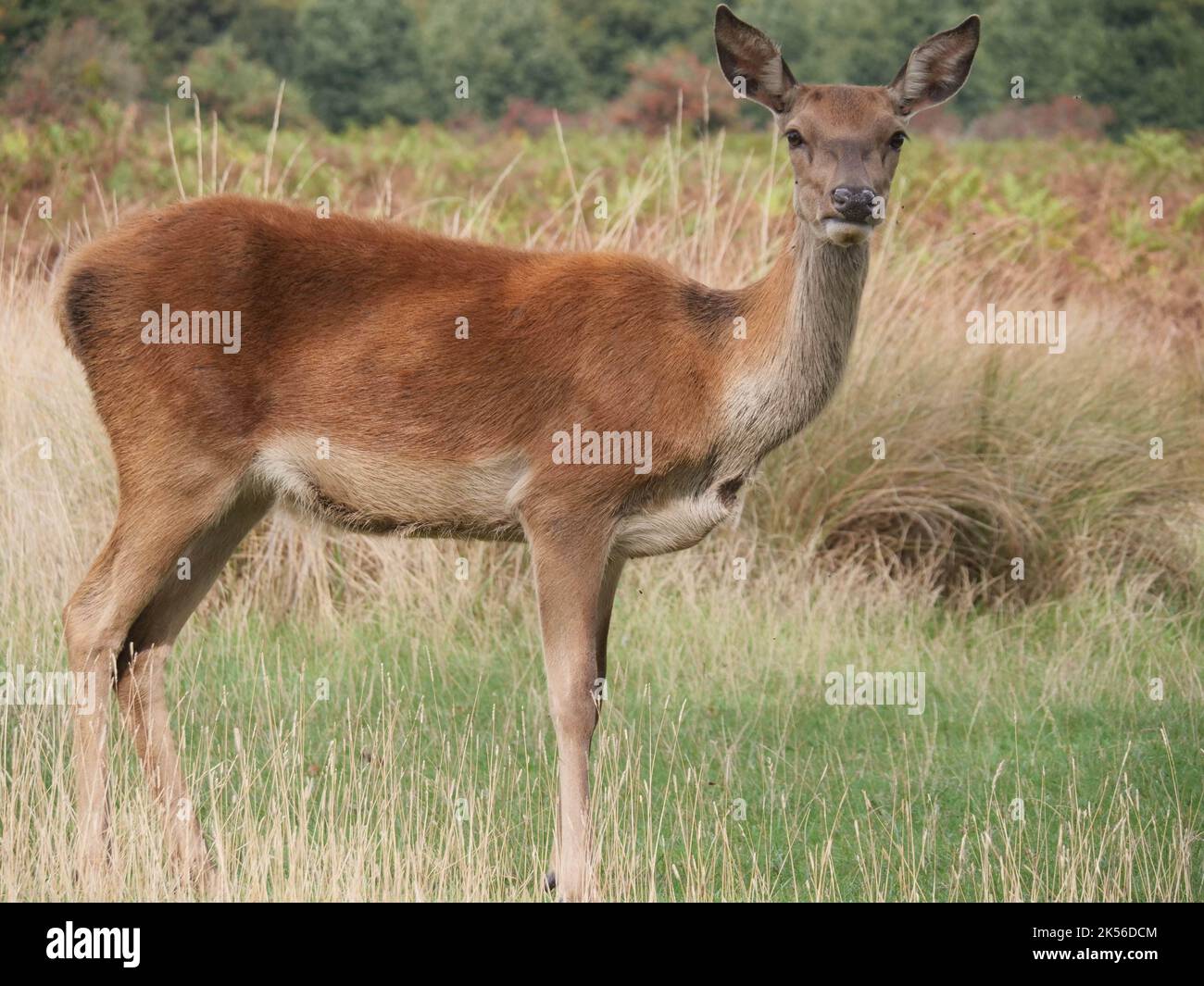 Female deer standing in hi-res stock photography and images - Alamy