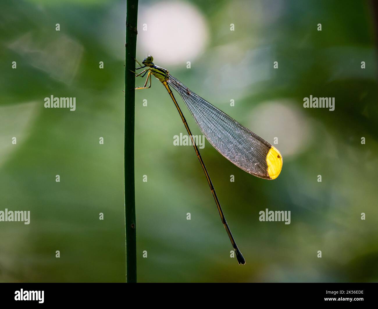 A Helicopter Damselfly (Microstigma rotundatum) perched on a stick ...