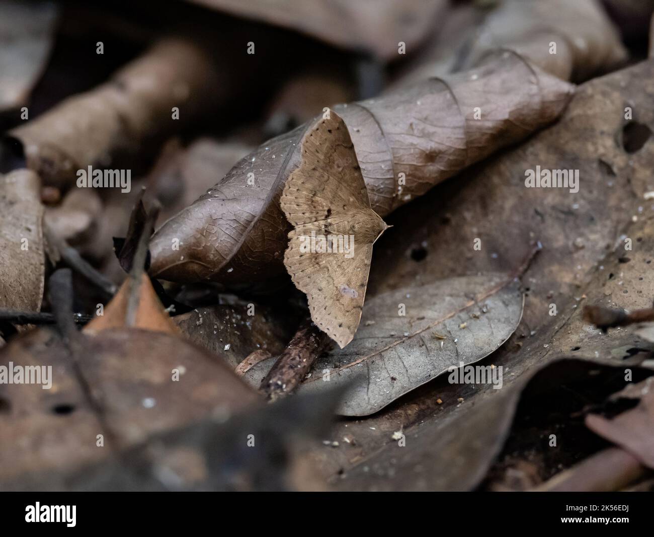 A Dot-lined Angle moth (Psamatodes abydata) camouflaged among leaf ...