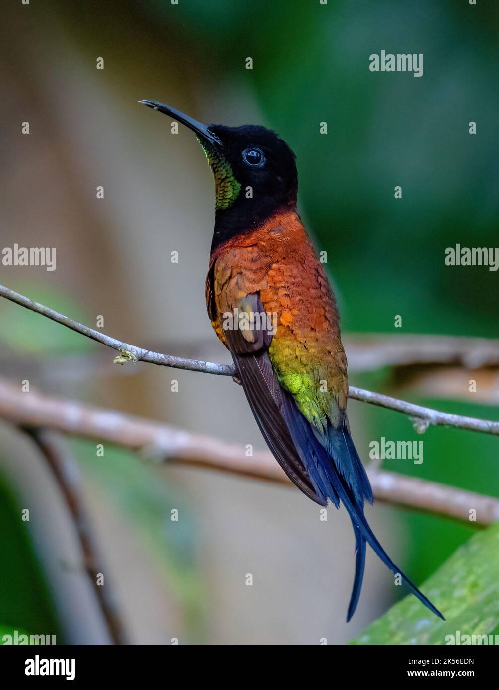 Topaz hi-res stock photography and images - Alamy