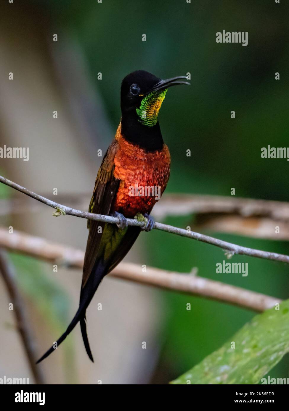 Topaz hi-res stock photography and images - Alamy