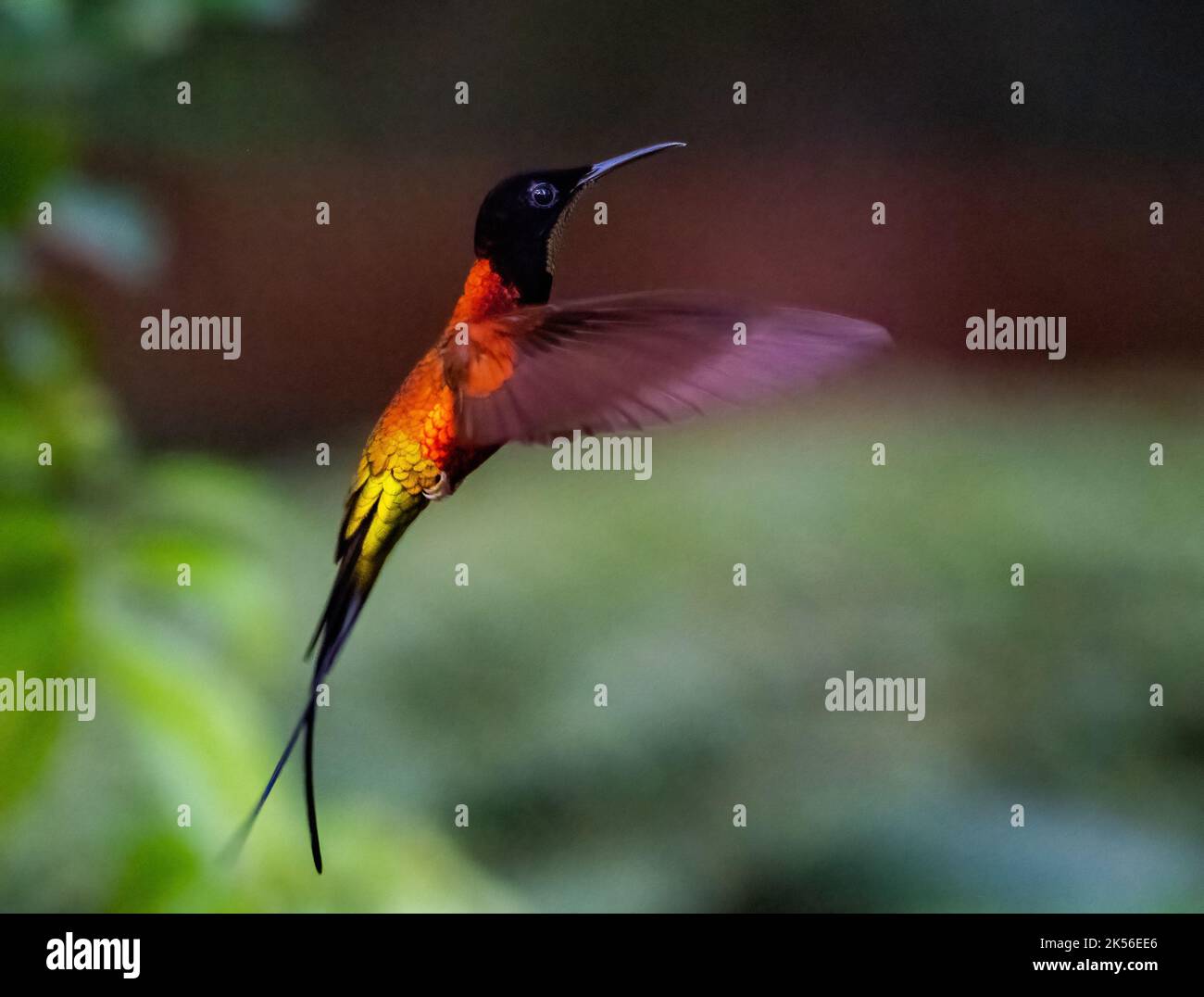 Fiery topaz hi-res stock photography and images - Alamy