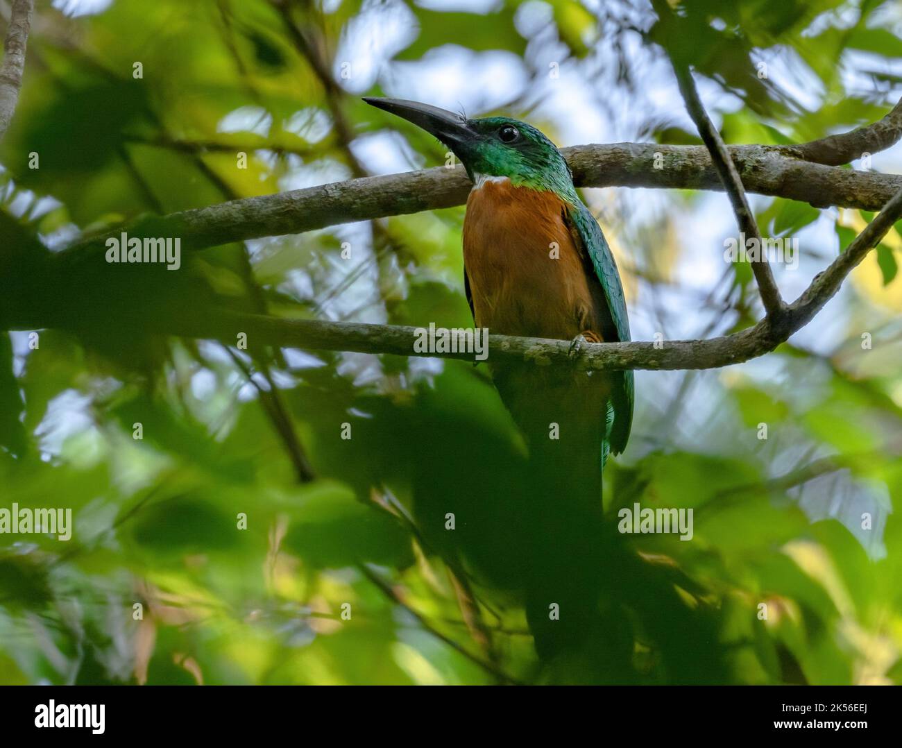 Jacamerops aureus hi-res stock photography and images - Alamy