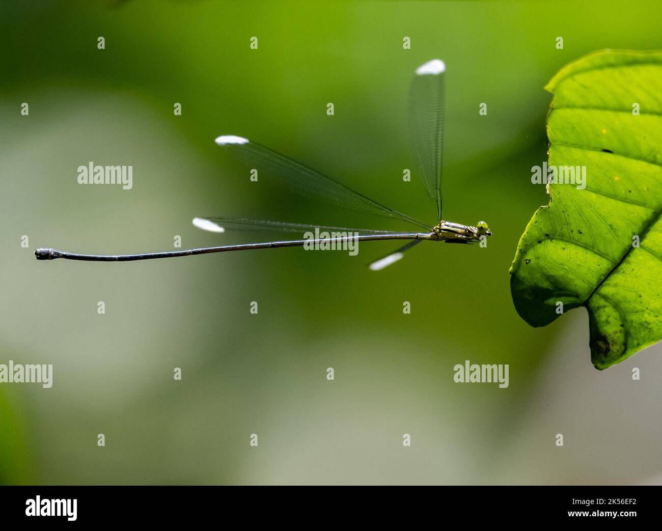 A Helicopter Damselfly (Microstigma rotundatum) in flight. Amazonas ...