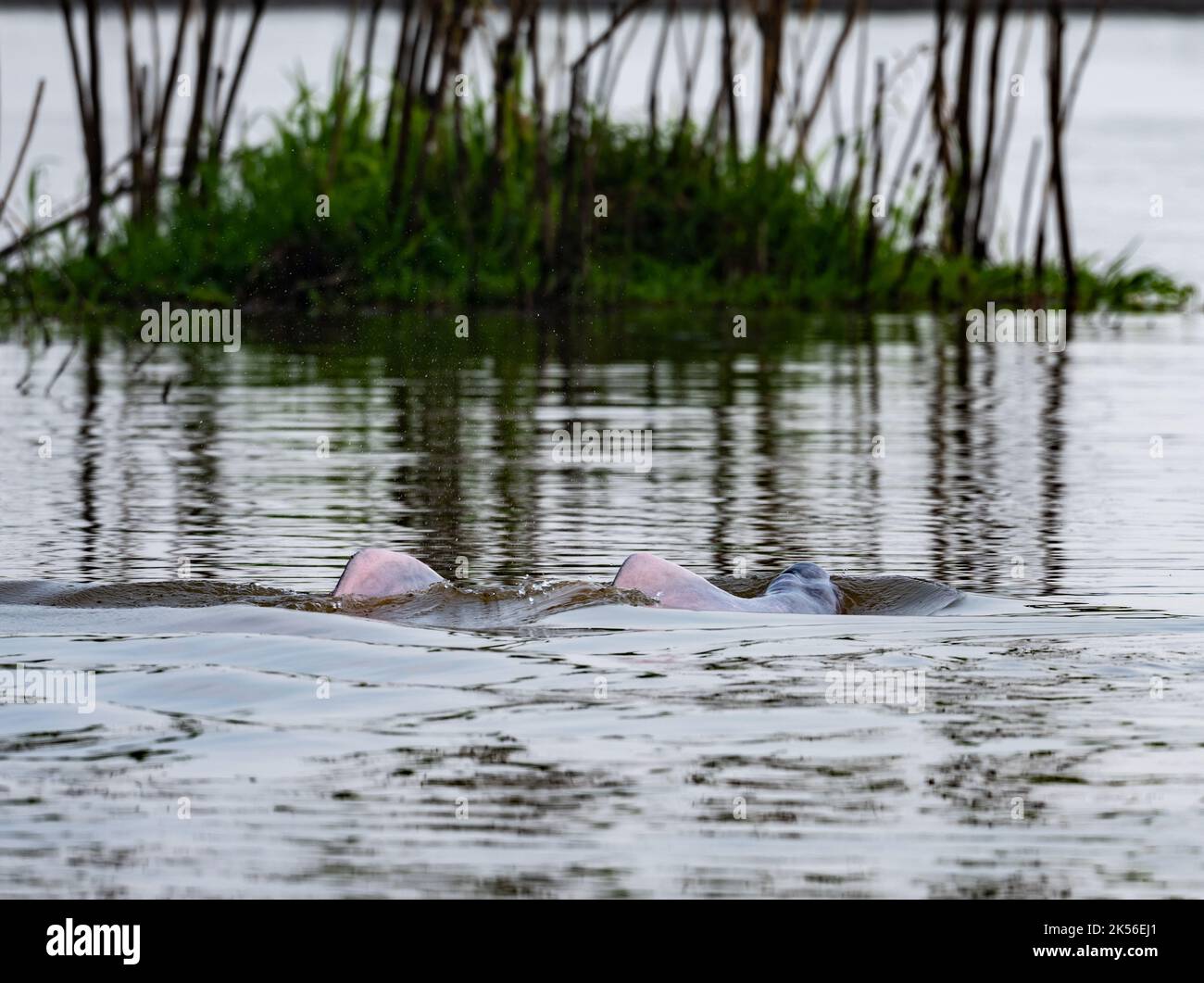 The highly endangered Amazon River Dolphines (Inia geoffrensis), or ...